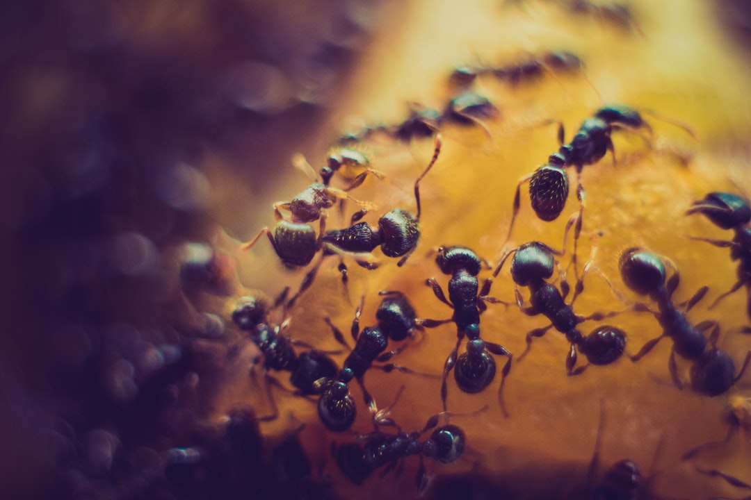 7 Tips for Choosing Ant Food for Your Ant Farm - Everything Ants