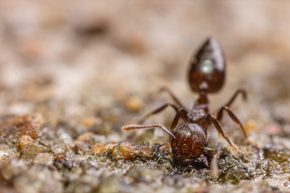 The Do's and Don'ts of Setting Up an Ant Enclosure - Everything Ants
