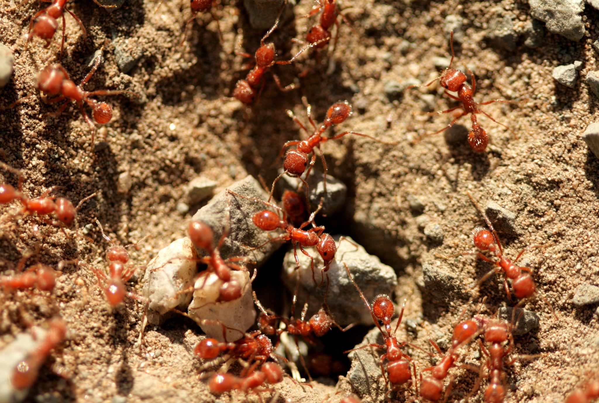 Battle of the Biting Insects: Fire Ants vs. Red Ants - Everything Ants