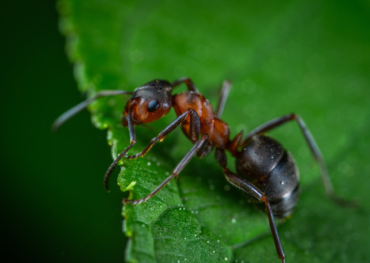 Exploring the Fascinating World of Ant Farms: Types and Considerations ...