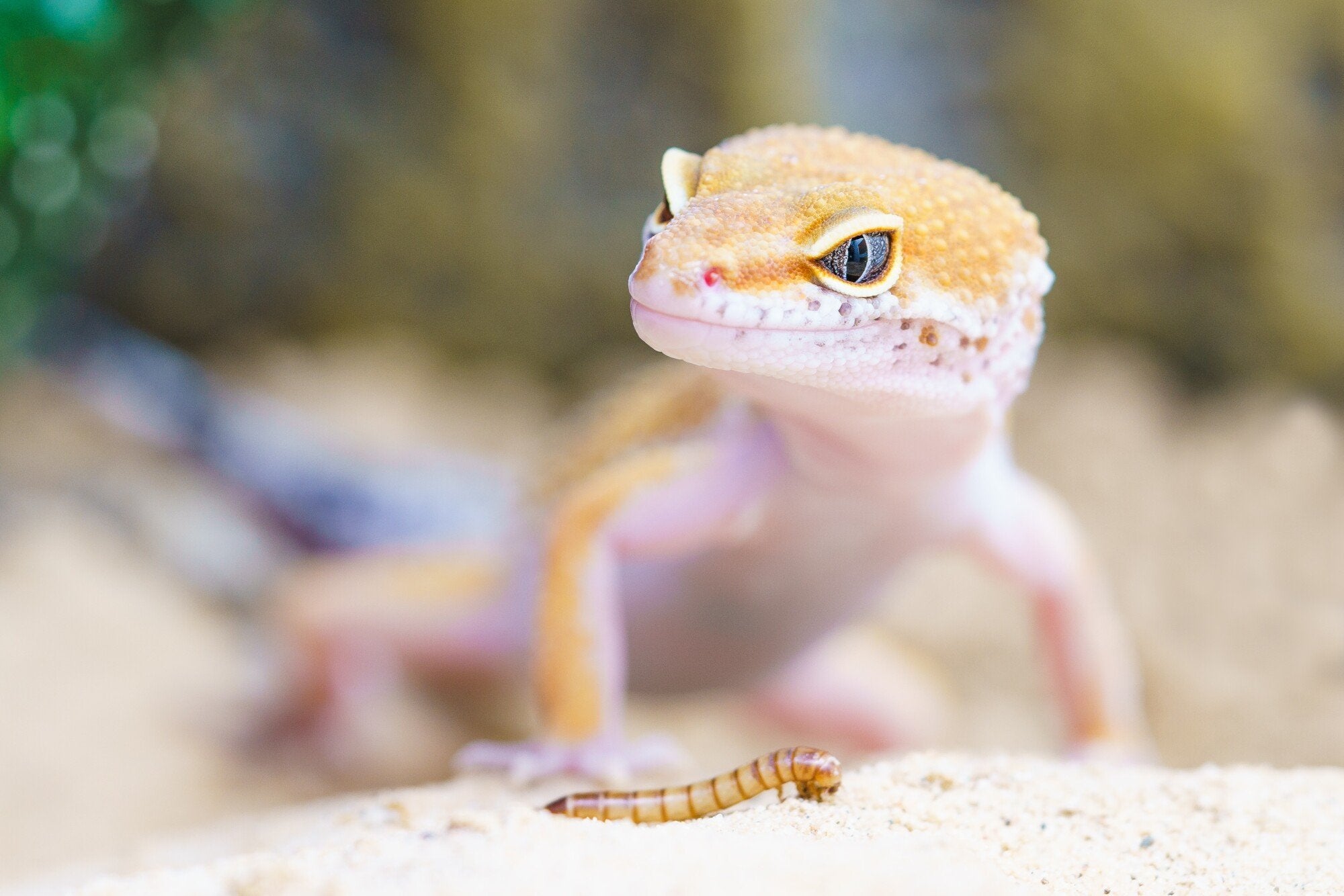 The Different Types of Terrarium Pets - Everything Ants