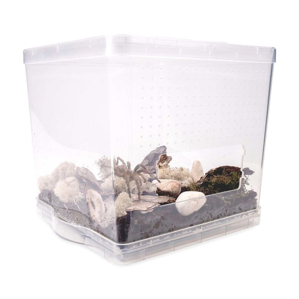 Best Tarantula, Snake, and Scorpion Enclosure | Shop Now - Everything Ants